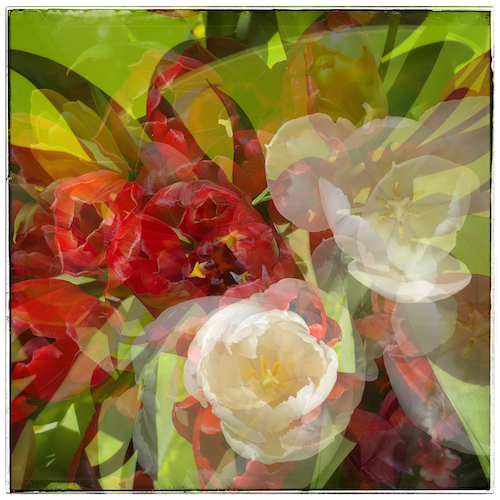 Challenge #15: Flowers - COLOR TIME